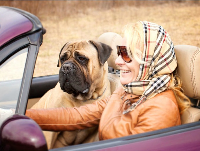 Une photographe immortalise les derniers moments d’un chien malade ...