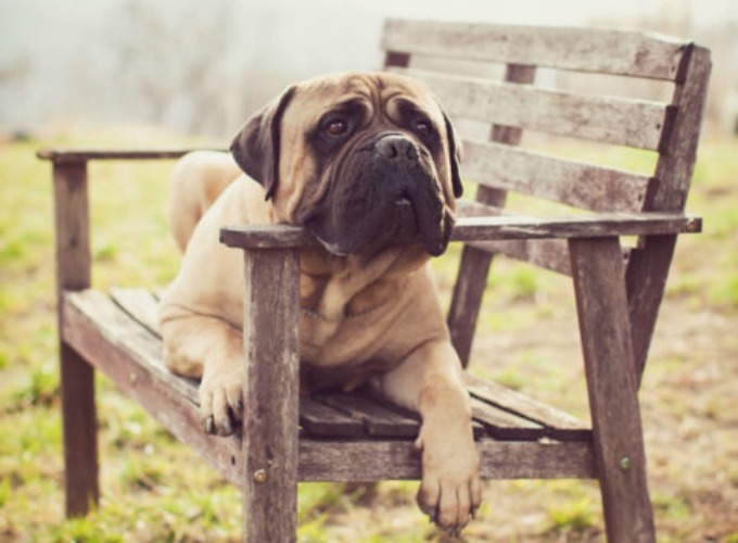 Une photographe immortalise les derniers moments d’un chien malade ...