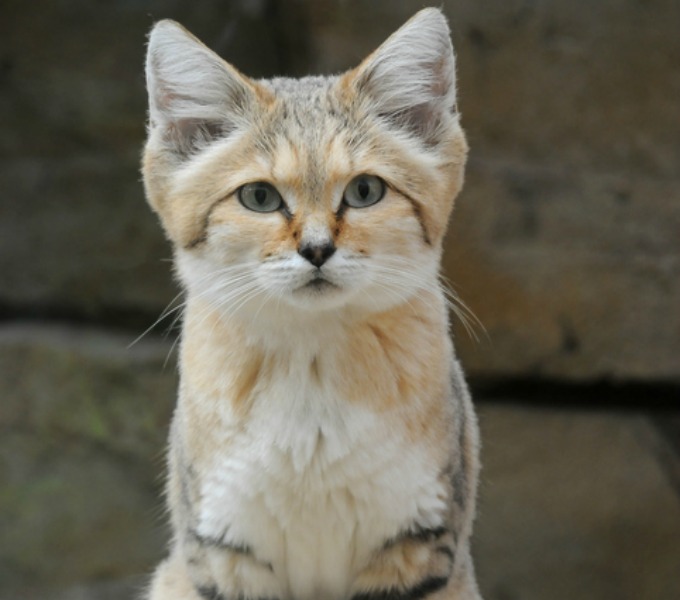 Connaissez-vous le chat des sables ? - Yummypets
