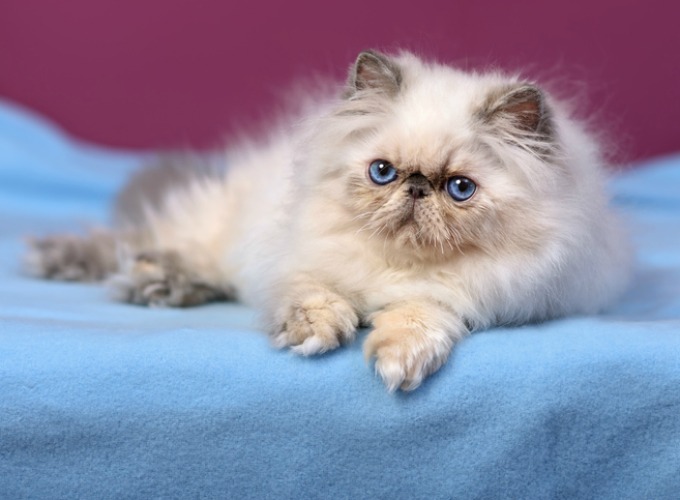10 choses que vous ne saviez pas sur le chat Persan - Yummypets