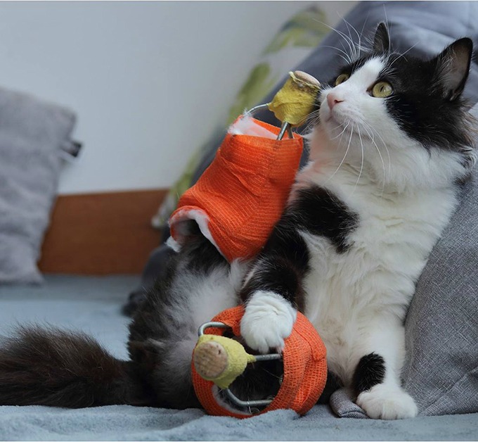 This cat got himself bionic paws - Yummypets