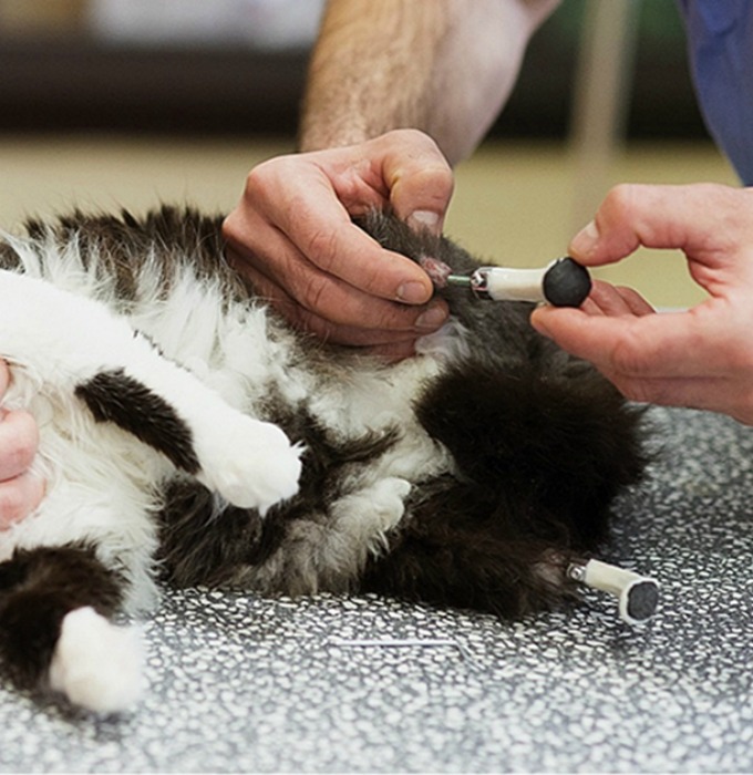 This cat got himself bionic paws - Yummypets