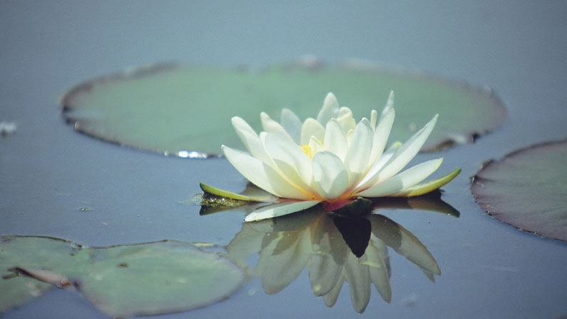 4 Step Program to Enlightenment | Yoga International