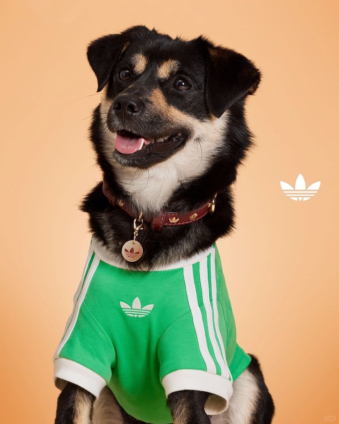 adidas has a pet collection