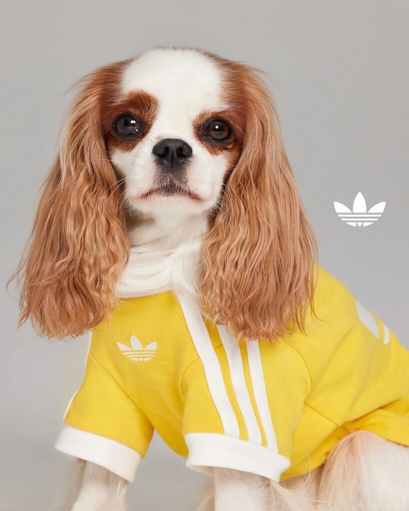 adidas has a pet collection