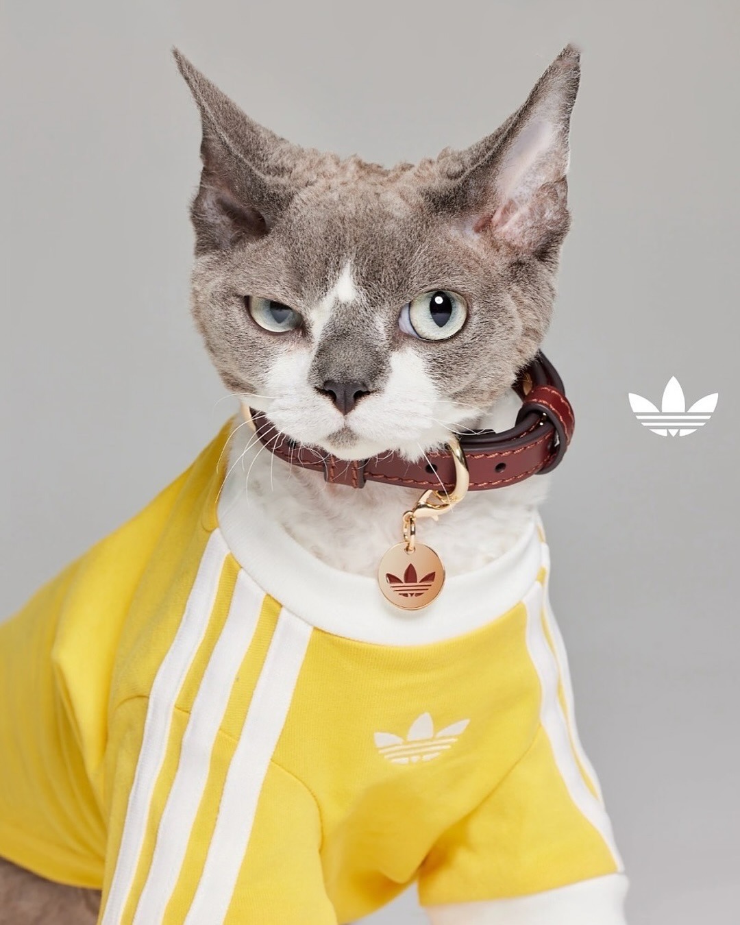 adidas has a pet collection