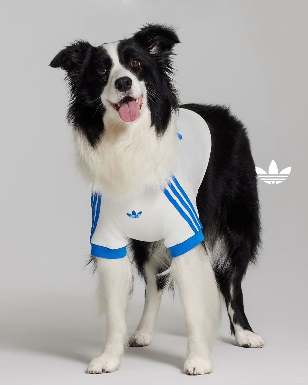 adidas has a pet collection
