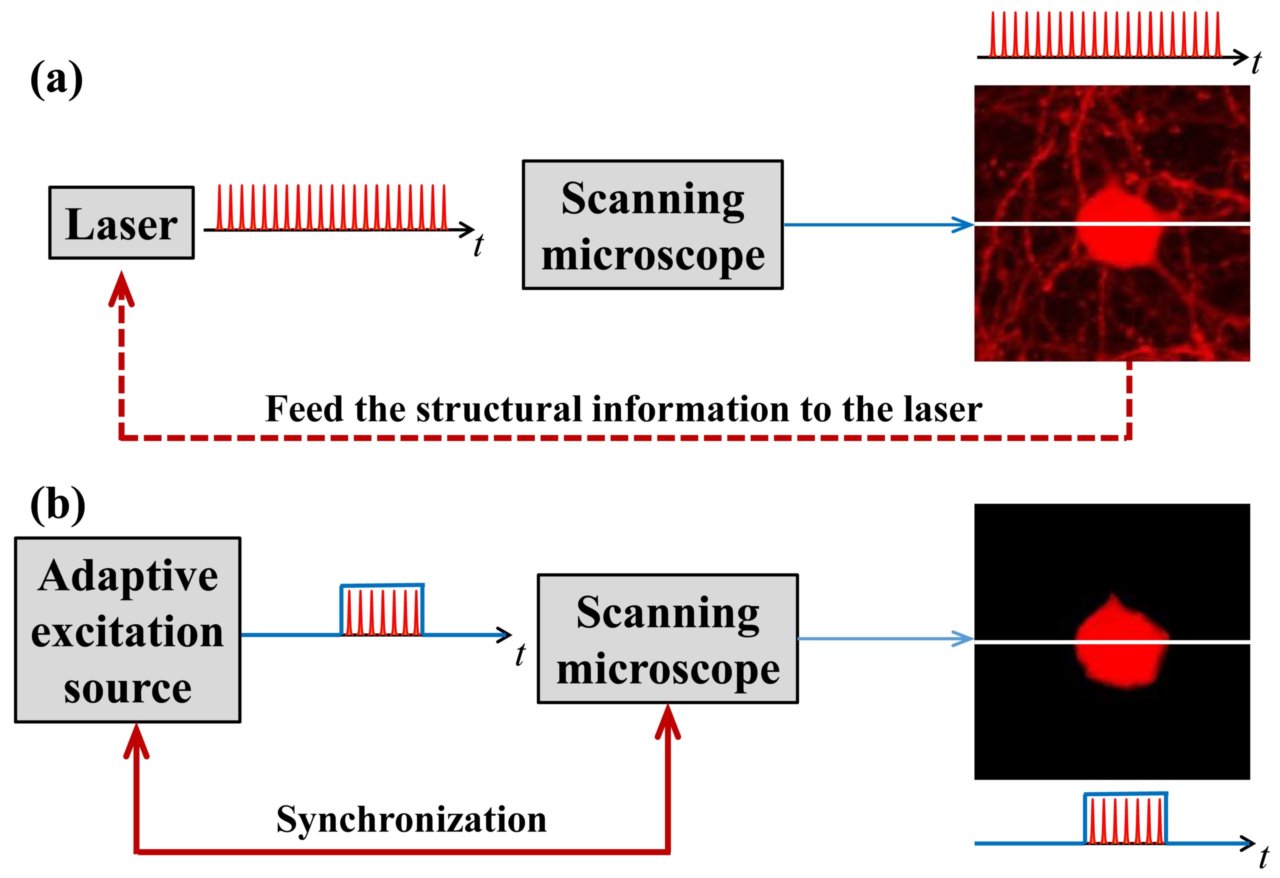 Reduction of the illumination power for high-speed multiphoton ...
