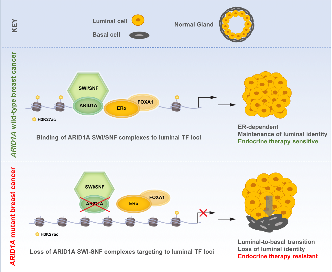 ARID1A’s role in lineage plasticity and therapeutic response in breast ...