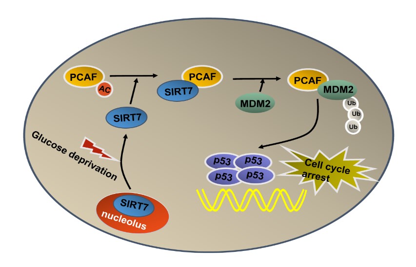 SIRT7 activates p53 by enhancing PCAF-mediated MDM2 degradation to ...