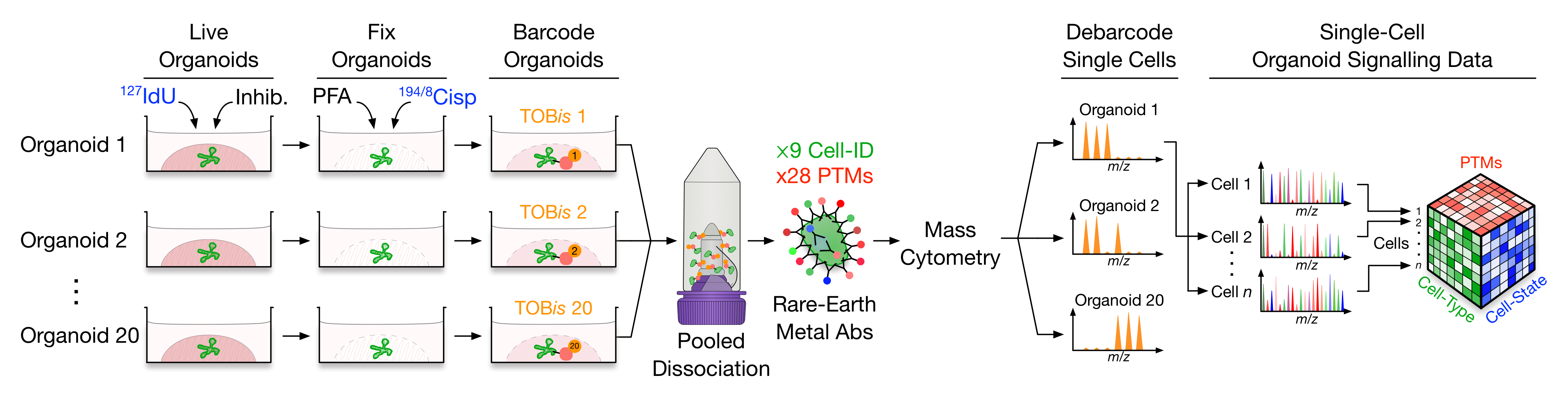 In Pursuit of Single-Cell Insights of Organoid Signalling | Research ...
