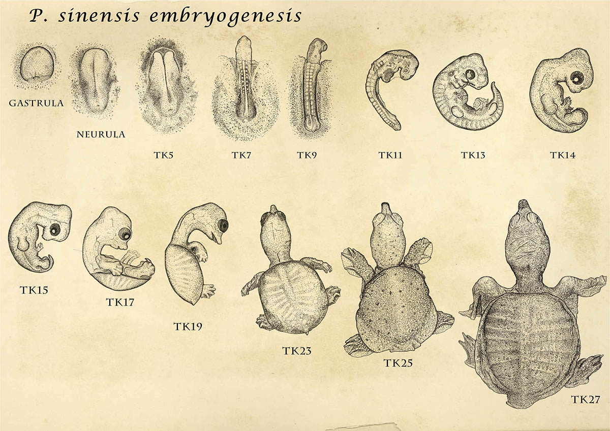 Cost of complexity? | Nature Research Ecology & Evolution Community