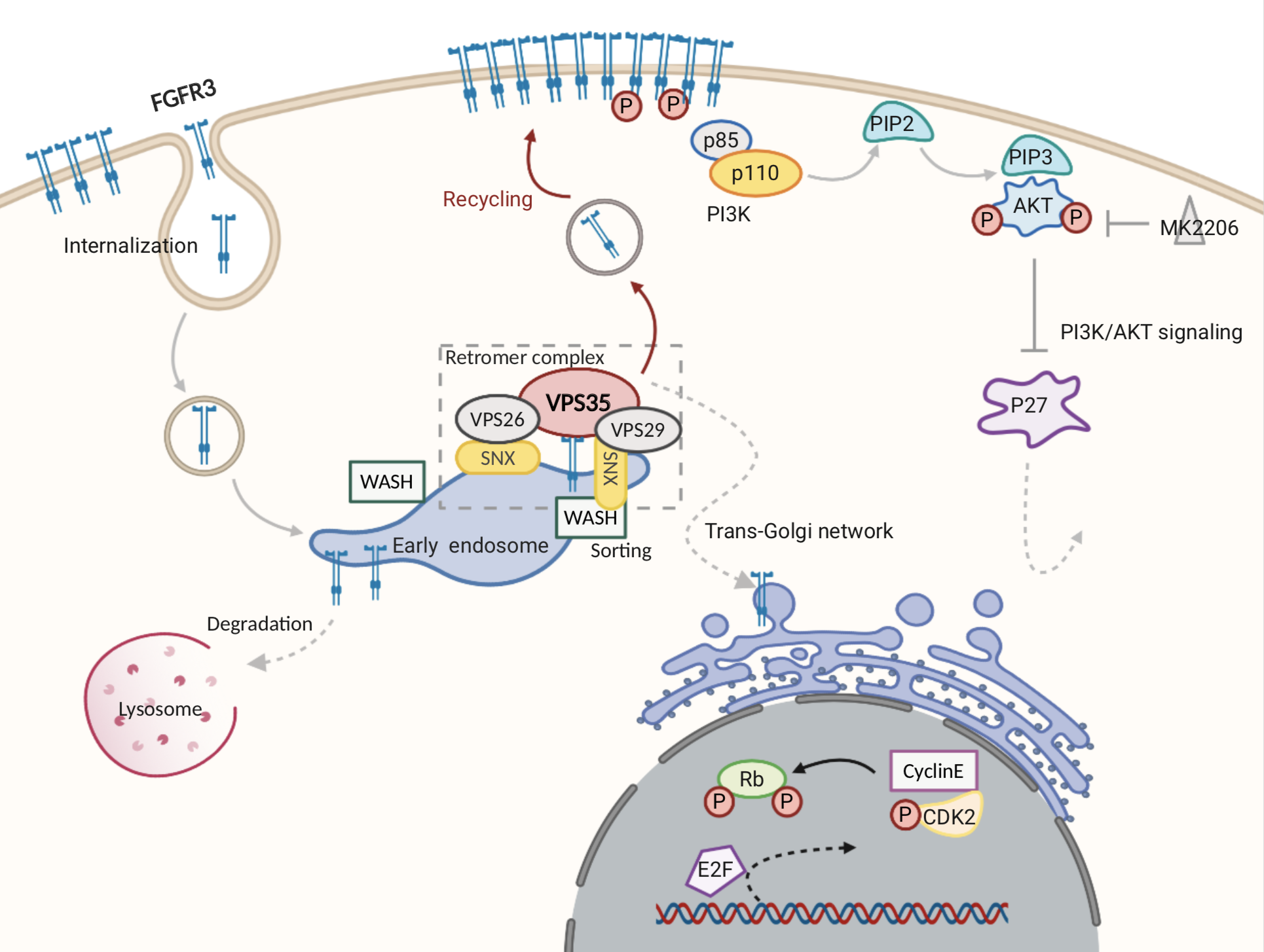 VPS35 - a novel oncogene implicated in liver hepatocellular carcinoma ...