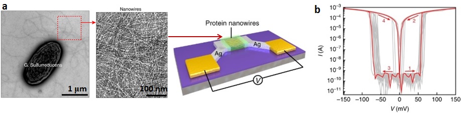 Bioinspired Bio-voltage Memristors | Research Communities by Springer ...