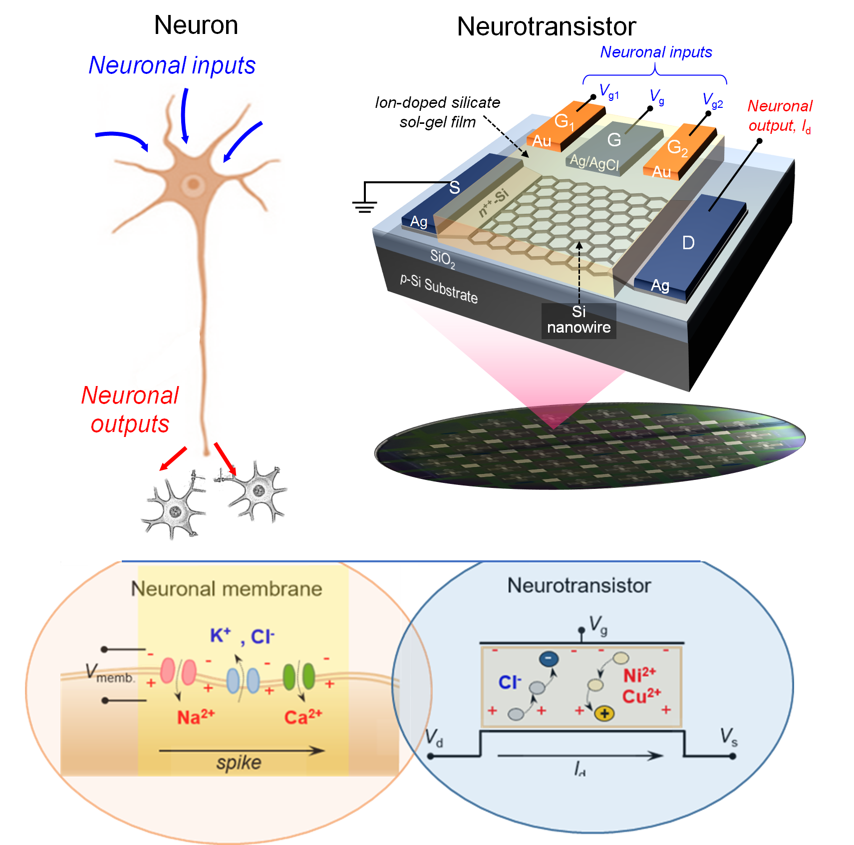 Neurotransistor emulating a neuron - towards a real brain-like computer ...