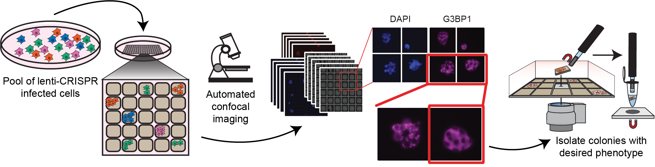 CRaftID: An easy-to-use platform for imaging-based CRISPR screens ...