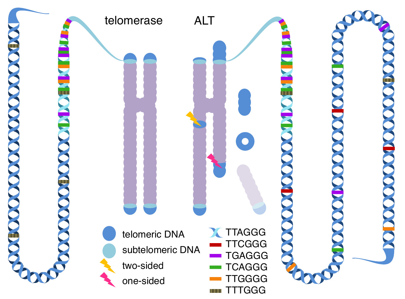Genomic footprints of activated telomere maintenance mechanisms in ...