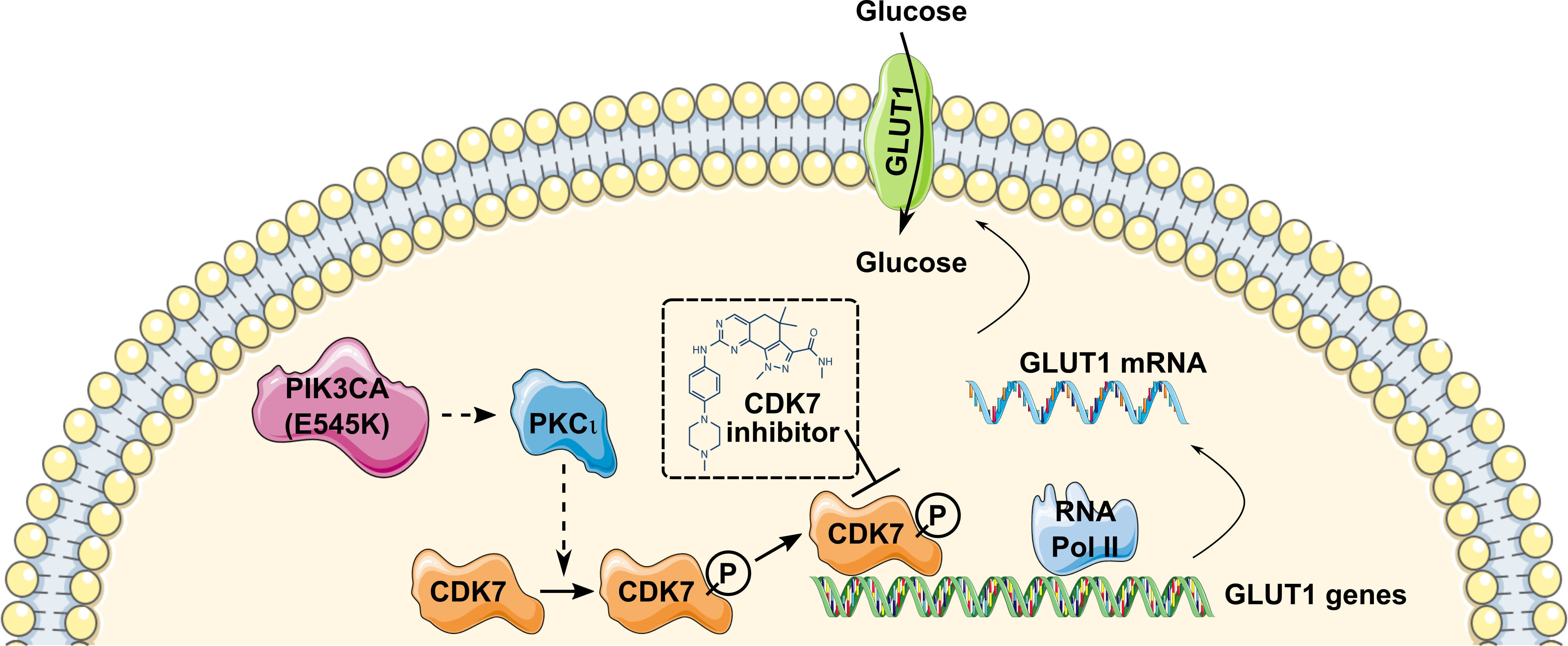 A high-throughput screen identifies that CDK7 activates glucose ...