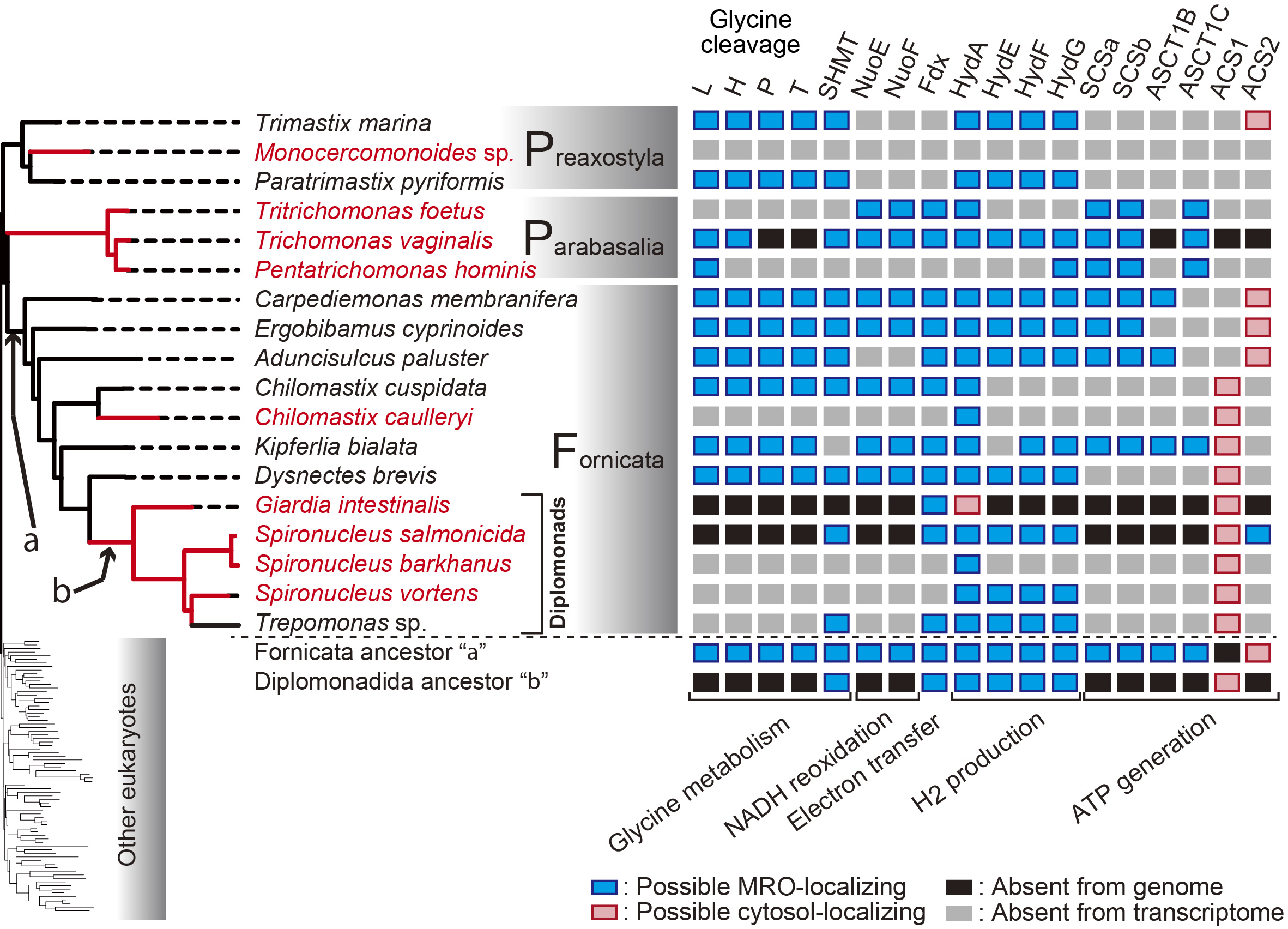 Endless forms most wonderful: new forms of mitochondria in free-living ...