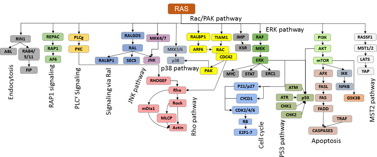The ripple effects of a RAS mutation | Research Communities by Springer ...