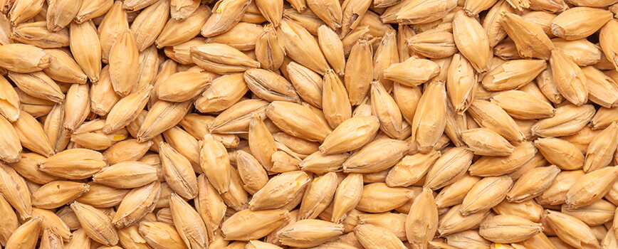 BestMalz Malts - Brewpark