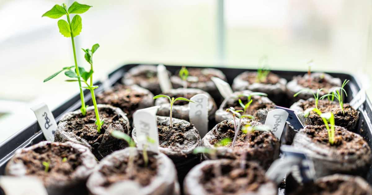Indoor Gardening with Drip Irrigation: A Winter Solution for Green Thumbs