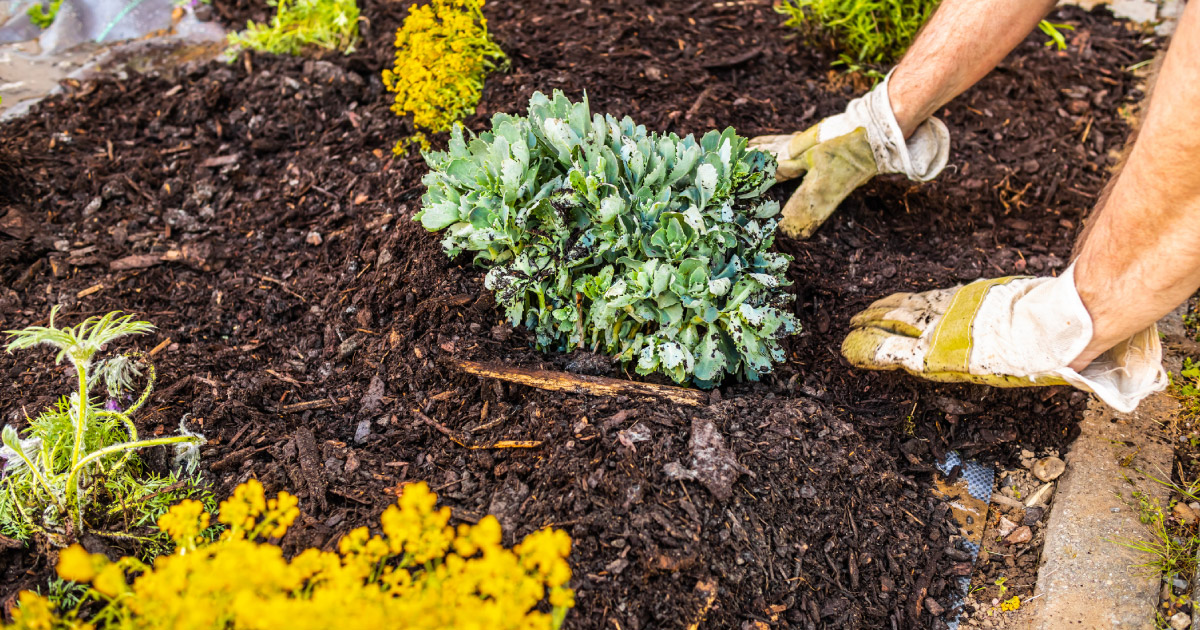 What is Mulch and How is it Used?