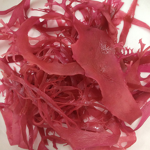 Other Seaweed Japan's Best to You