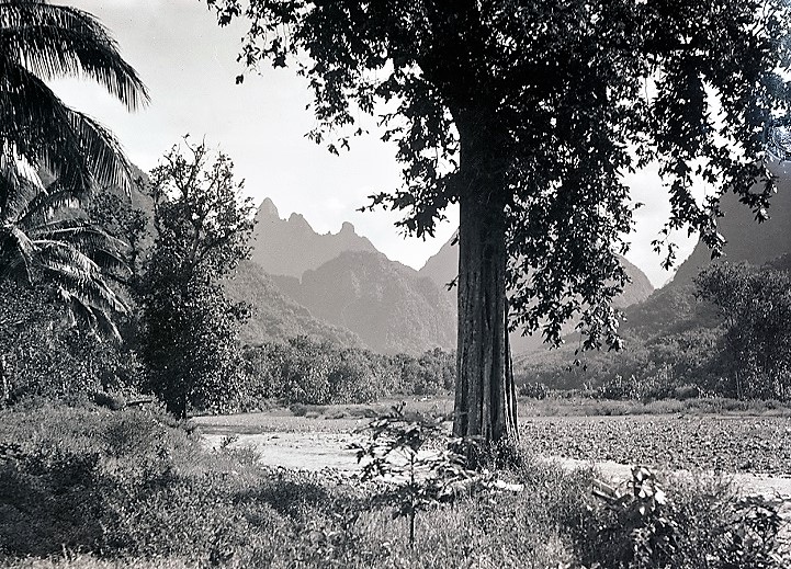 Fly Fishing, Tautari River, Tahiti, BYU MSS8710_B101_F6_6486 · Zane ...