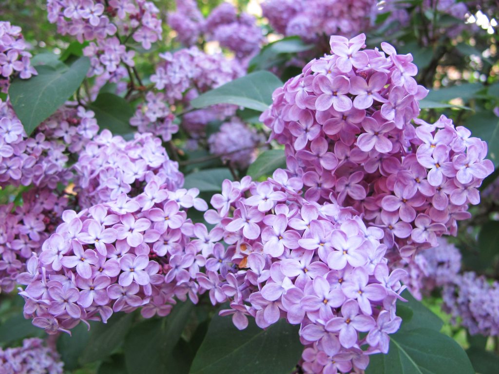 It’s Spring…Get Ready To Enjoy The Intoxicating Smell Of Lilacs On ...