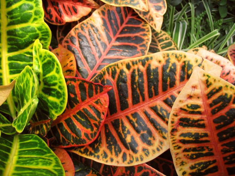 Live Greenery Is Once Again A Home Decor Design Statement - The New ...