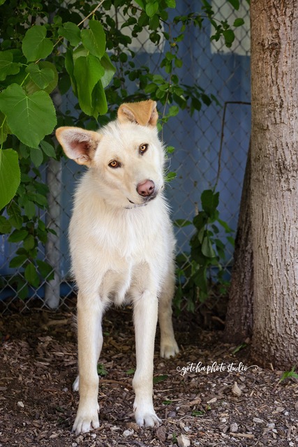 Pet of the Week: Whybie - The New Classical FM