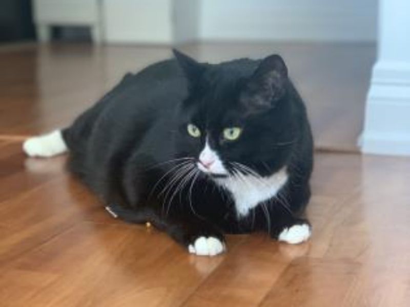 The New Classical FM Pet of the Week: Mr. Meowgi - The New Classical FM