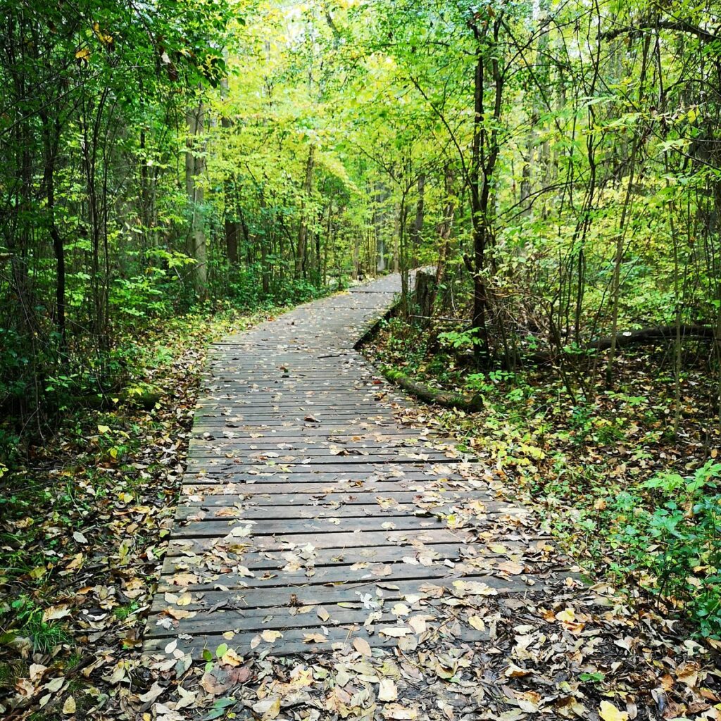THE EXPLORER: Trent University’s Wildlife Sanctuary Nature Area - The ...