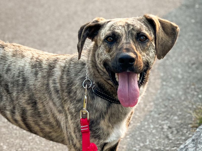 The New Classical FM Pet of the Week: Satwa - The New Classical FM