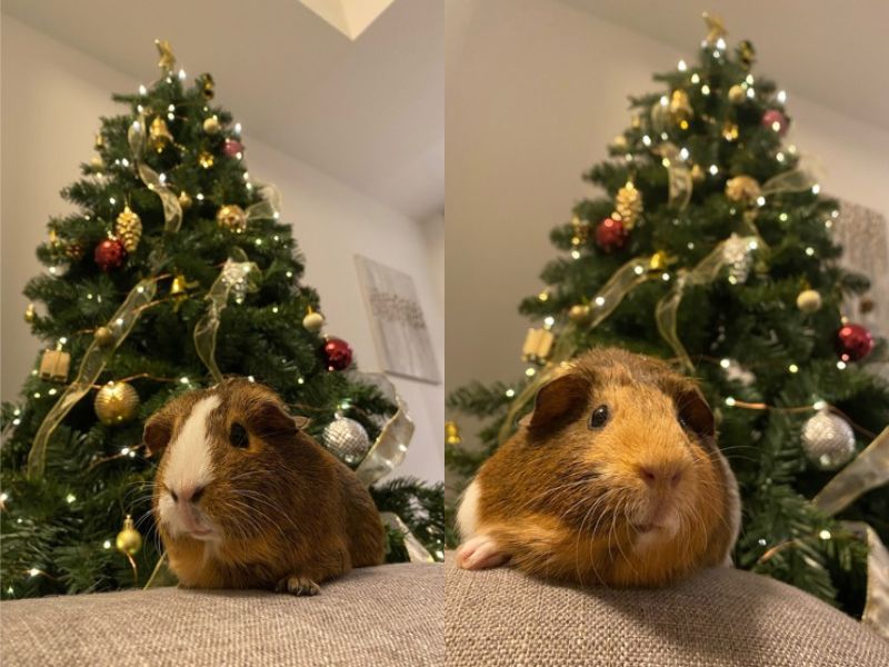 The New Classical FM Pet of the Week: Potato and Po - The New Classical FM