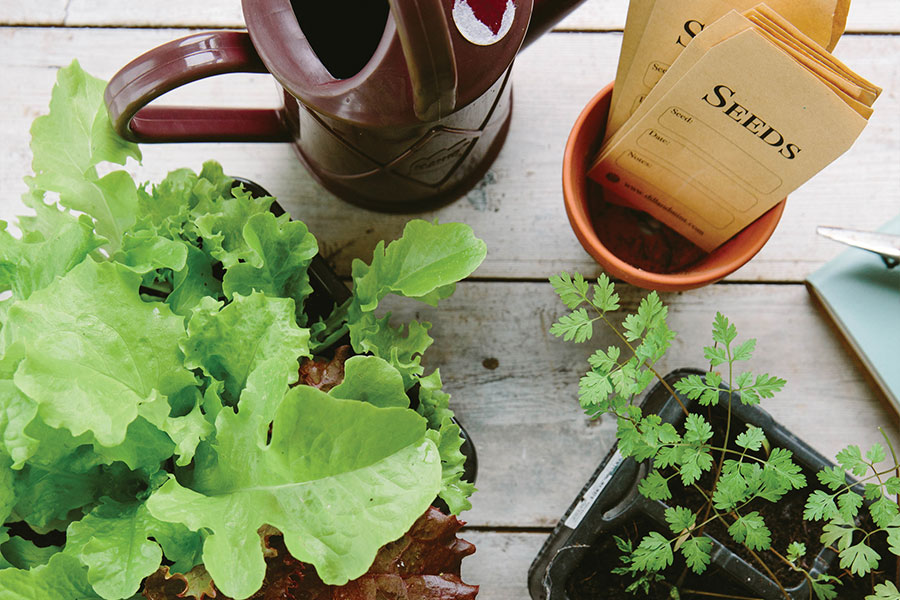 Zone Classifieds - Everything Zoomer