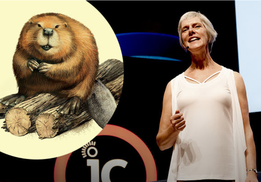 The Mighty Beaver | ideacity