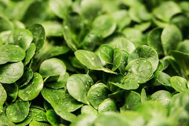 dark-greens - One: Get Fit