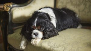 Victoria’s Dog, Dash, Has Plenty of Royal Pedigree - VisionTV