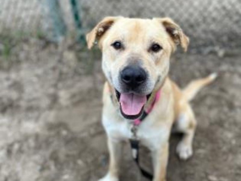 Zoomer Radio Pet of the Week: Josh