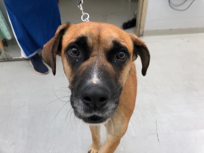 Zoomer Radio Pet of the Week: Ricky Bobby