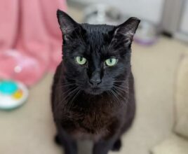 The New Classical FM Pet of the Week: Zephyr - The New Classical FM