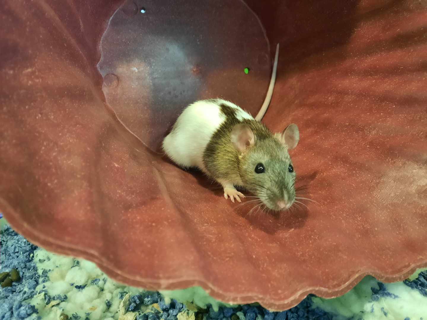 Zoomer Radio Pet of the Week: Polly Pocket