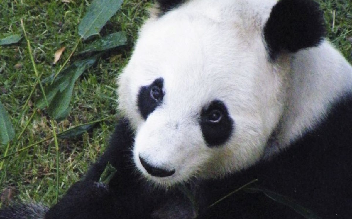 LATIN AMERICA IS DOWN TO ITS LAST PANDA