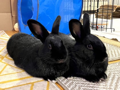 Zoomer Radio Pet of the Week: Coal & Eli Hops