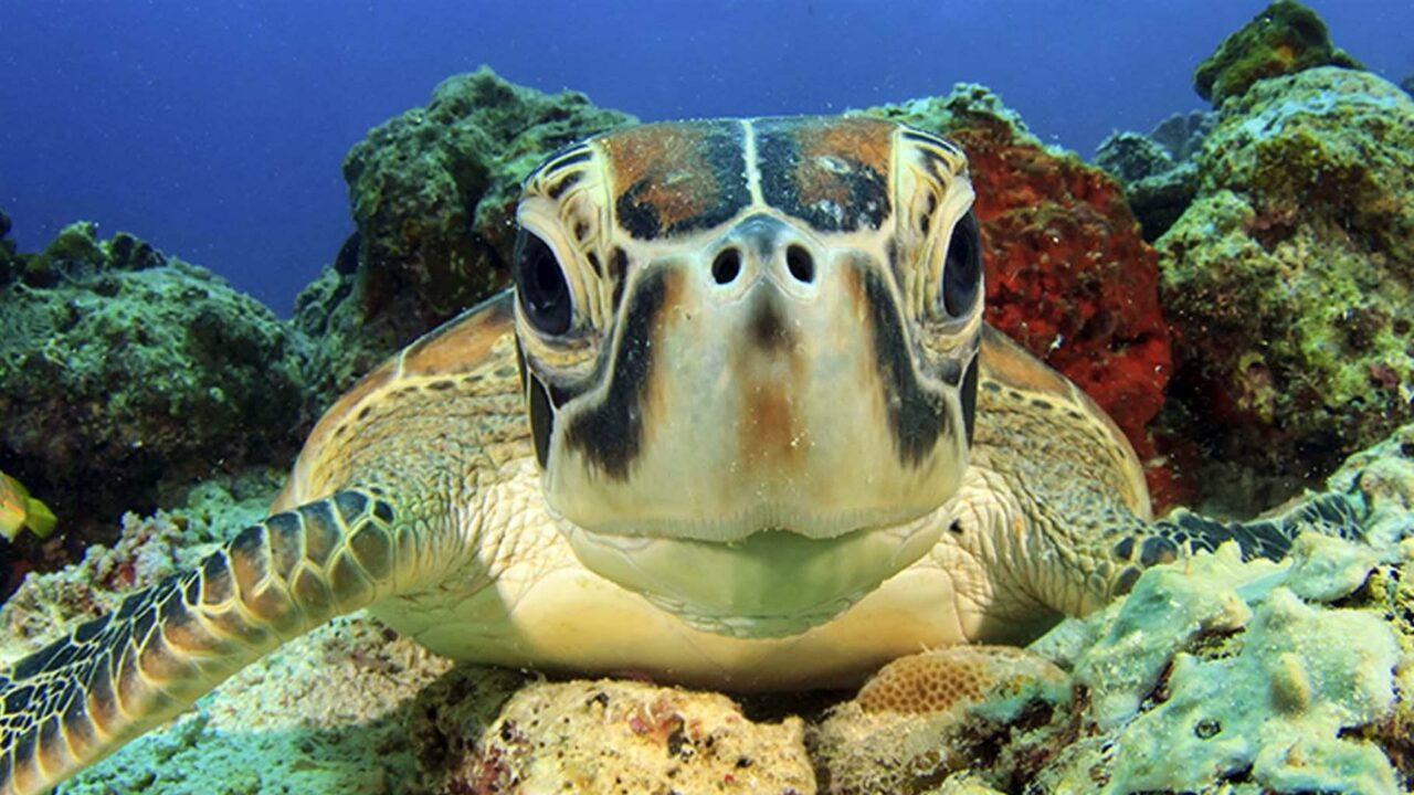 NATIONS REACH ACCORD TO PROTECT HIGH SEAS MARINE LIFE
