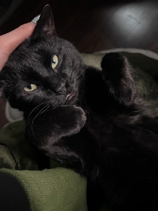 Zoomer Radio Pet of the Week: Austin & Pinky