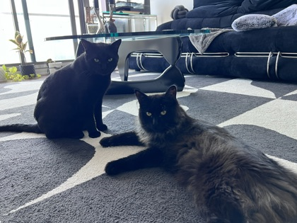 Zoomer Radio Pet of the Week: Austin & Pinky