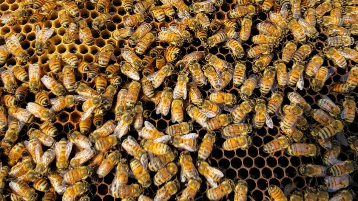 A HUGE BUZZ IN BURLINGTON: 5 MILLION BEES WERE ON THE LOOSE